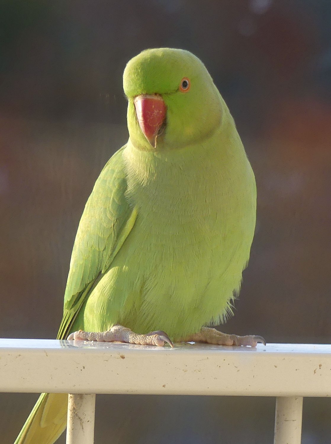 Solve female ring-necked parakeet (halsbandparkietvrouw) jigsaw puzzle ...