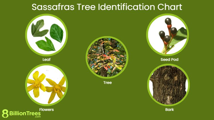 Jigsaw Puzzle | Sassafras Tree Identification Chart | 15 pieces | Jigidi