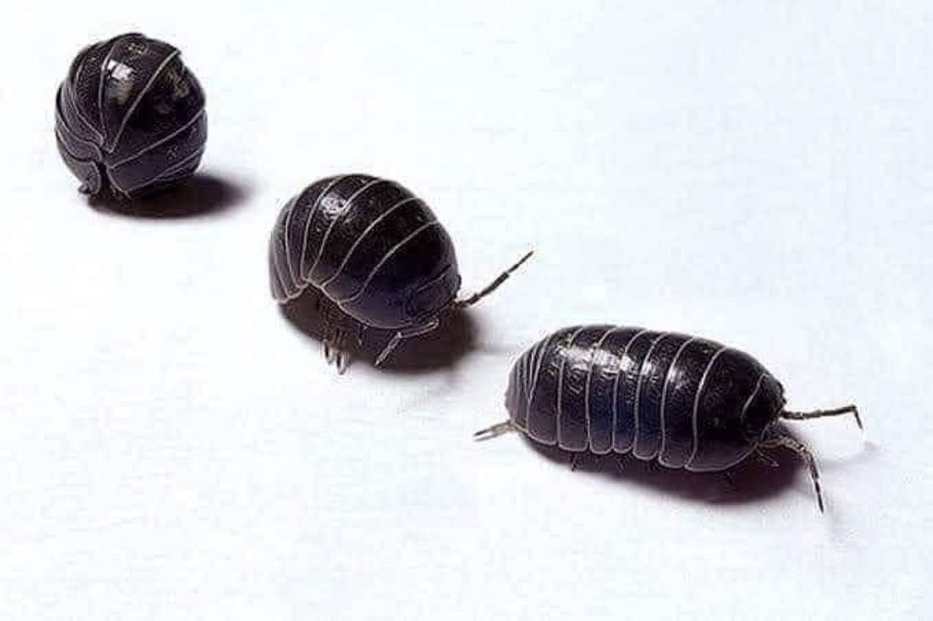 Solve Roly Polys jigsaw puzzle online with 126 pieces