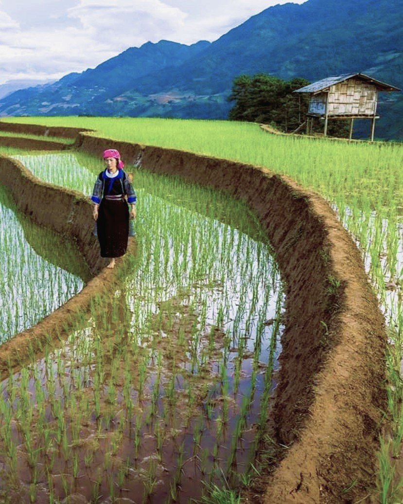 Solve Rice Terraces, Mu Cang Chai, Vietnam jigsaw puzzle online with ...
