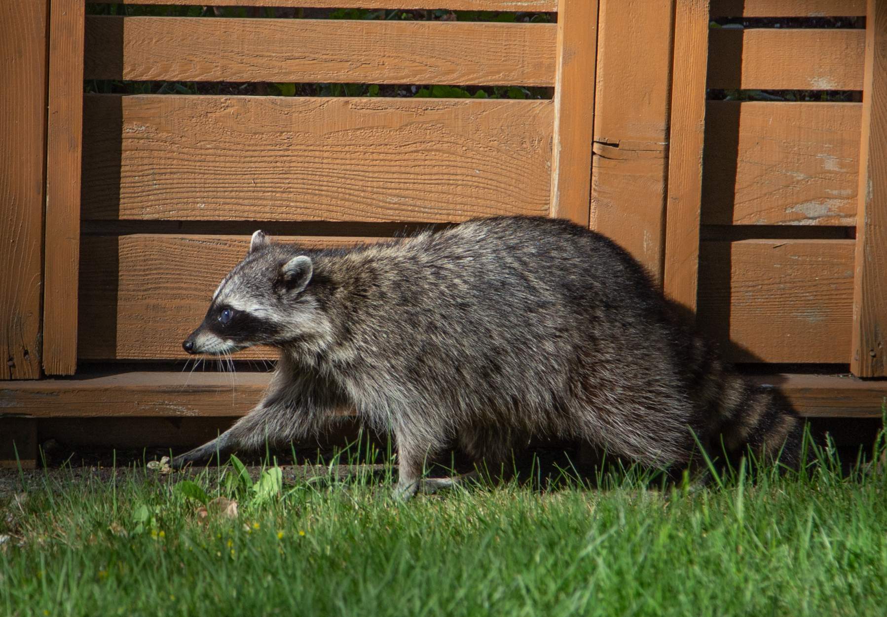 Solve A large raccoon on the prowl jigsaw puzzle online with 150 pieces