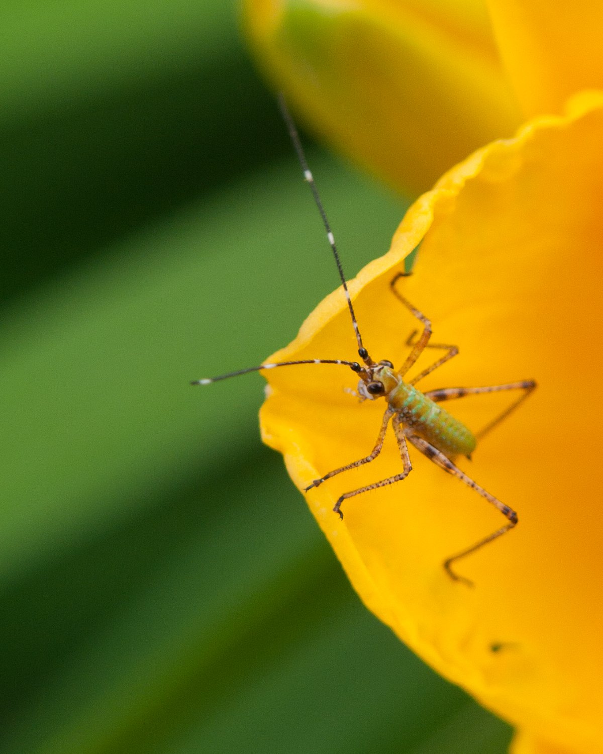 Solve Green Bug jigsaw puzzle online with 63 pieces