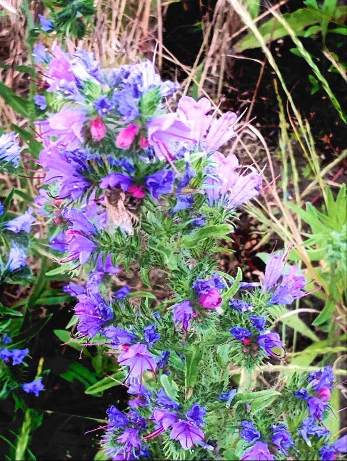 Solve A beautiful weed! jigsaw puzzle online with 48 pieces