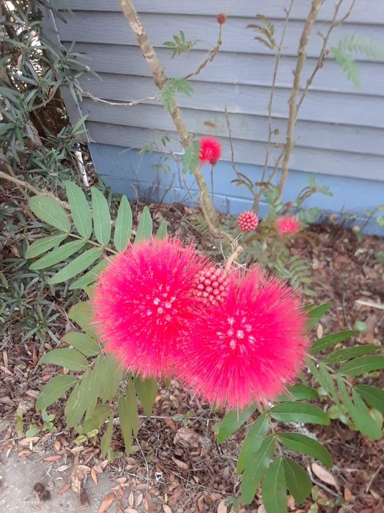 Solve My Powder Puff plant is busily blooming. But it's actually a ...