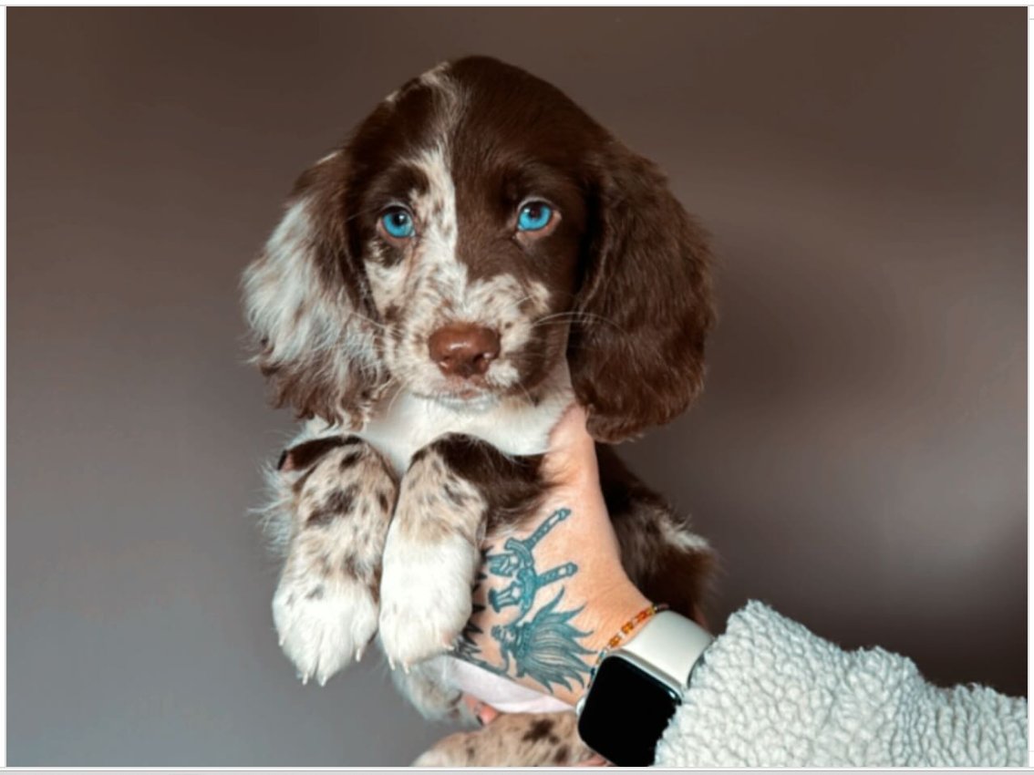 Solve Hello World! My Name is Effie I’m a 13-week-old Merle Cocker ...