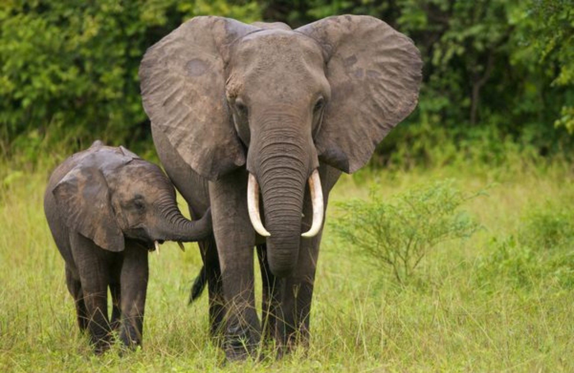 Jigsaw Puzzle | 150 pieces | Jigsaw Safari #6: Elephant (GCAVDQE) | Jigidi