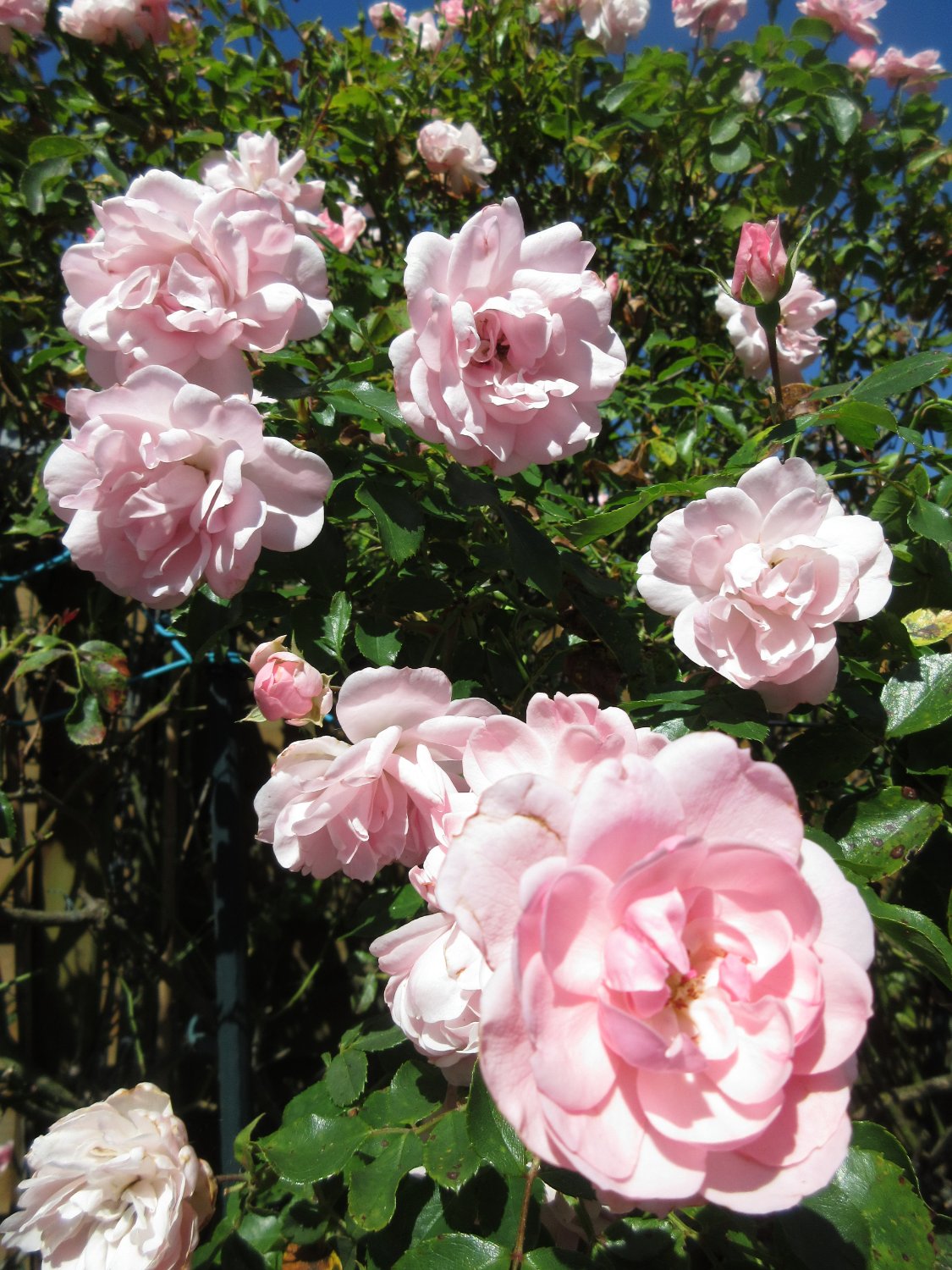 Solve Bonica Rose enjoying the sunbeams jigsaw puzzle online with 48 pieces