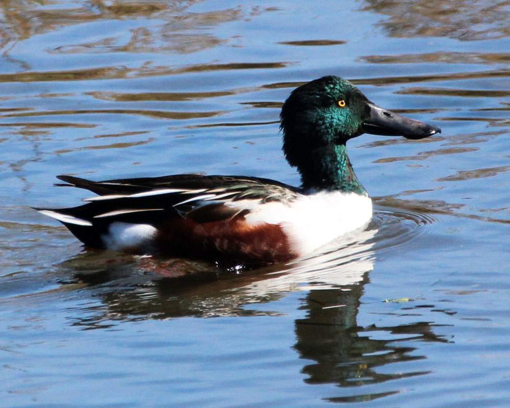 Solve Northern Shoveler Male, Famosa Slough, San Diego, California ...