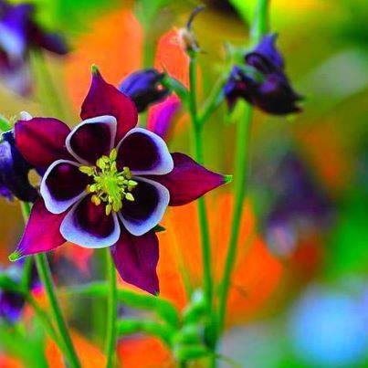 Jigsaw Puzzle | plant | 16 pieces | Jigidi