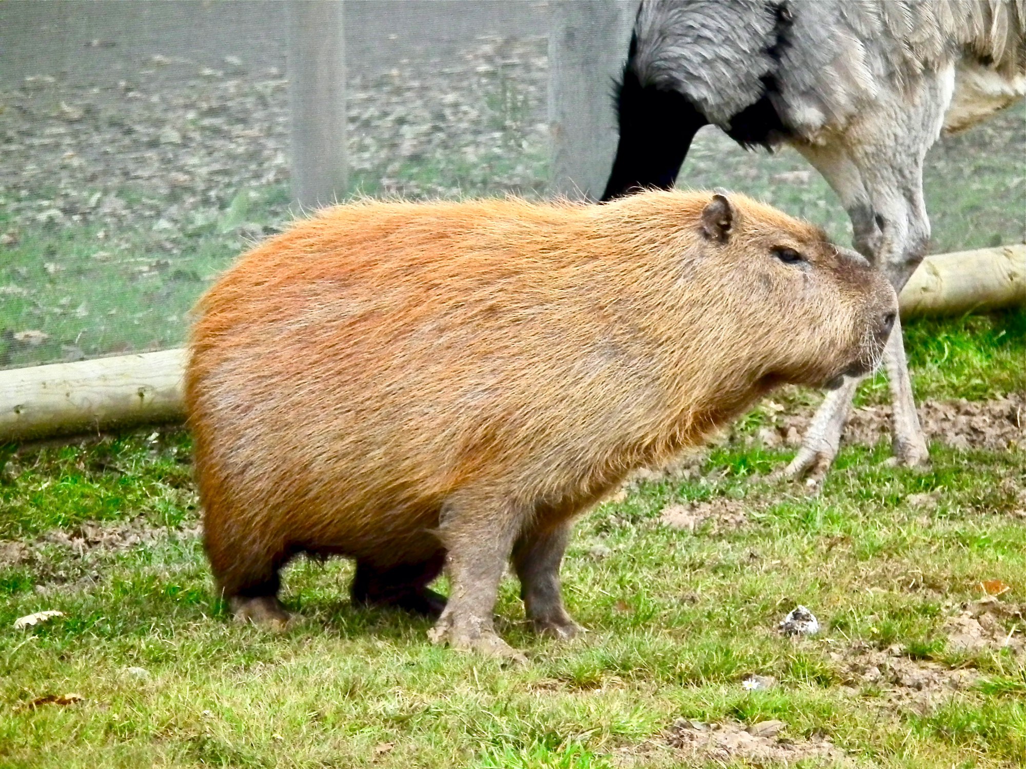 Solve Capybara jigsaw puzzle online with 99 pieces
