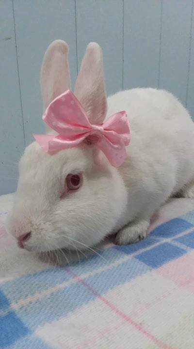 Solve adopters & fosters wanted jigsaw puzzle online with 18 pieces