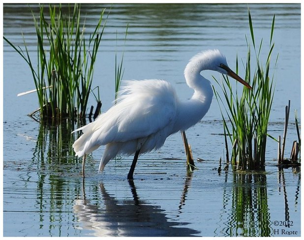 Solve Egret - Kitchener Ontario jigsaw puzzle online with 63 pieces