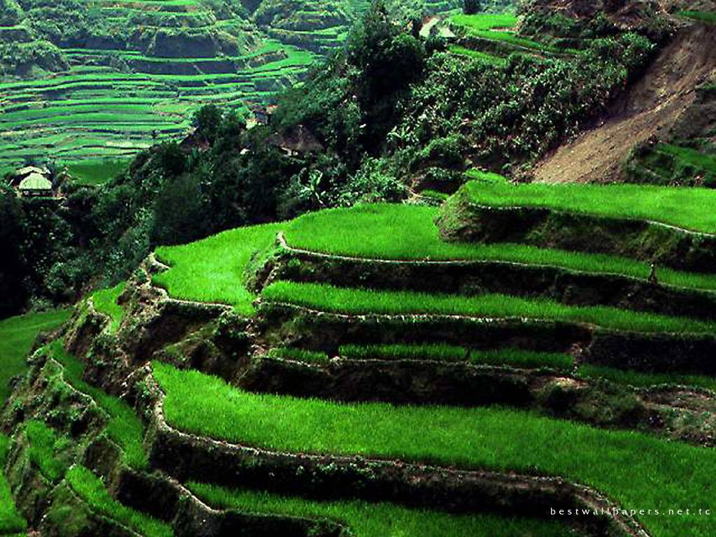 Solve rice terraces jigsaw puzzle online with 54 pieces