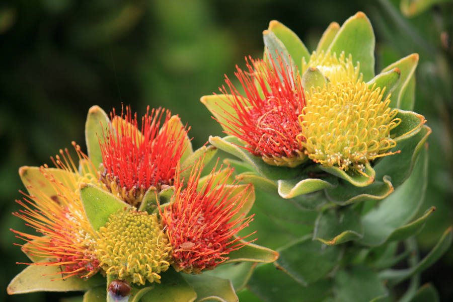Solve Protea, flower of Mount Tomah Botanic Garden, NSW, Australia ...