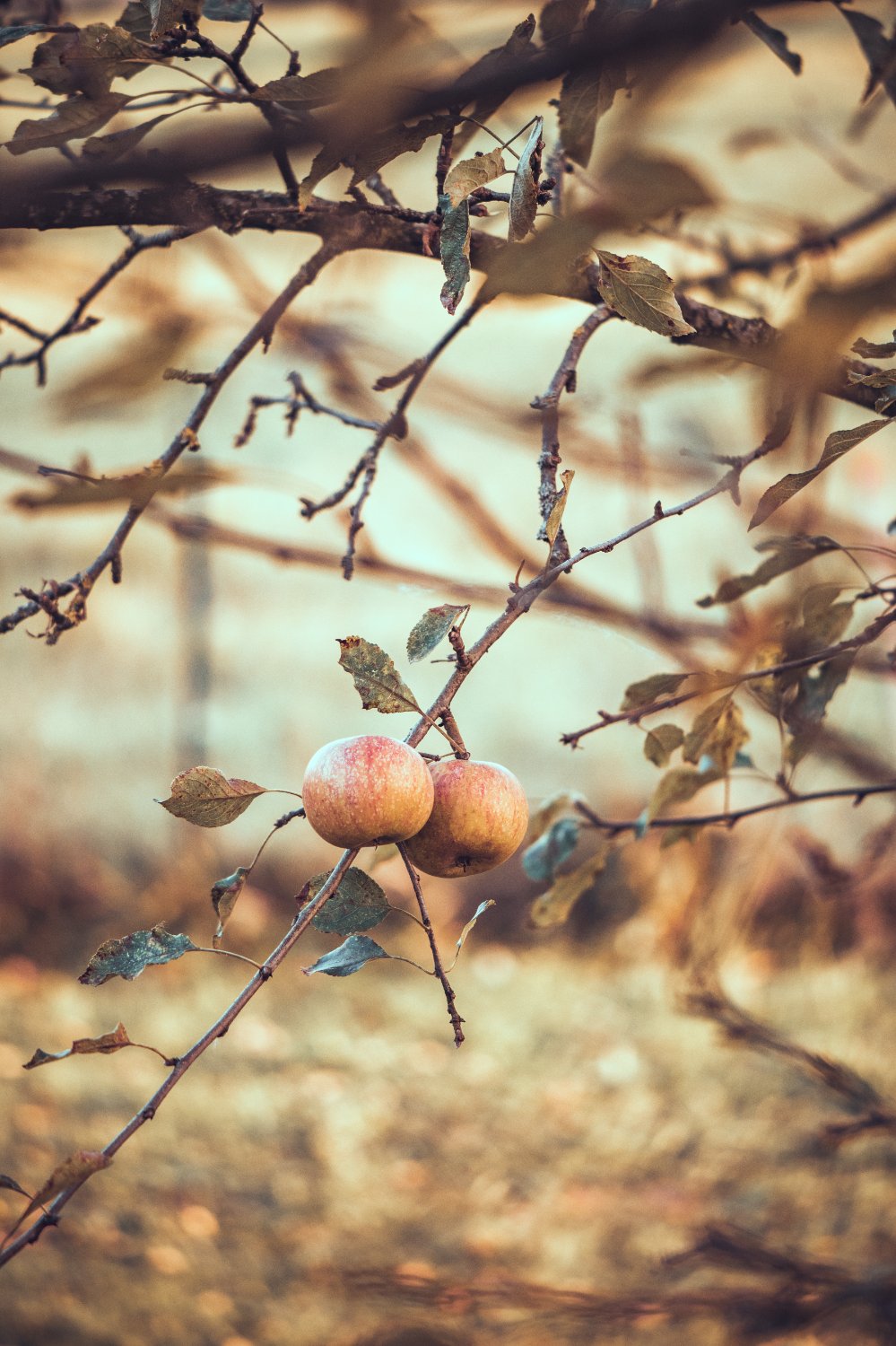 Solve apples jigsaw puzzle online with 54 pieces