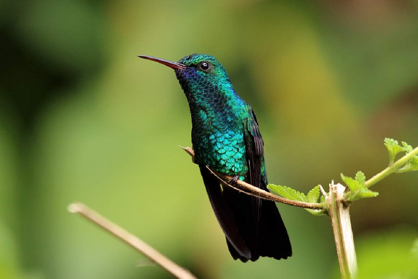 Solve Blue-Chinned Sapphire Hummingbird male jigsaw puzzle online with ...