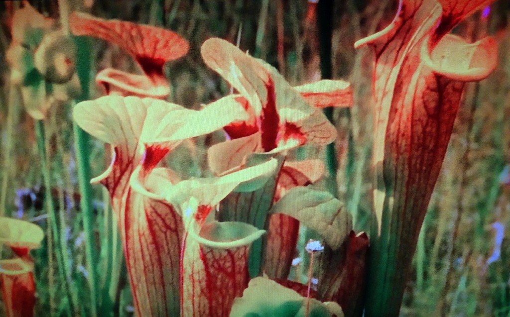 Solve Apalachicola River NW panhandle area of Florida - pitcher plant ...