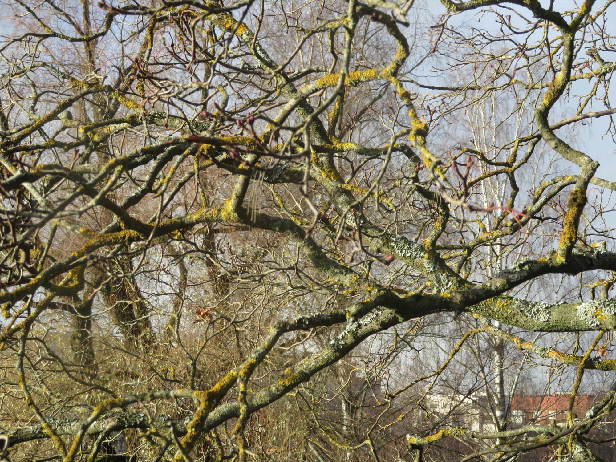 Solve Branches with lichen jigsaw puzzle online with 192 pieces