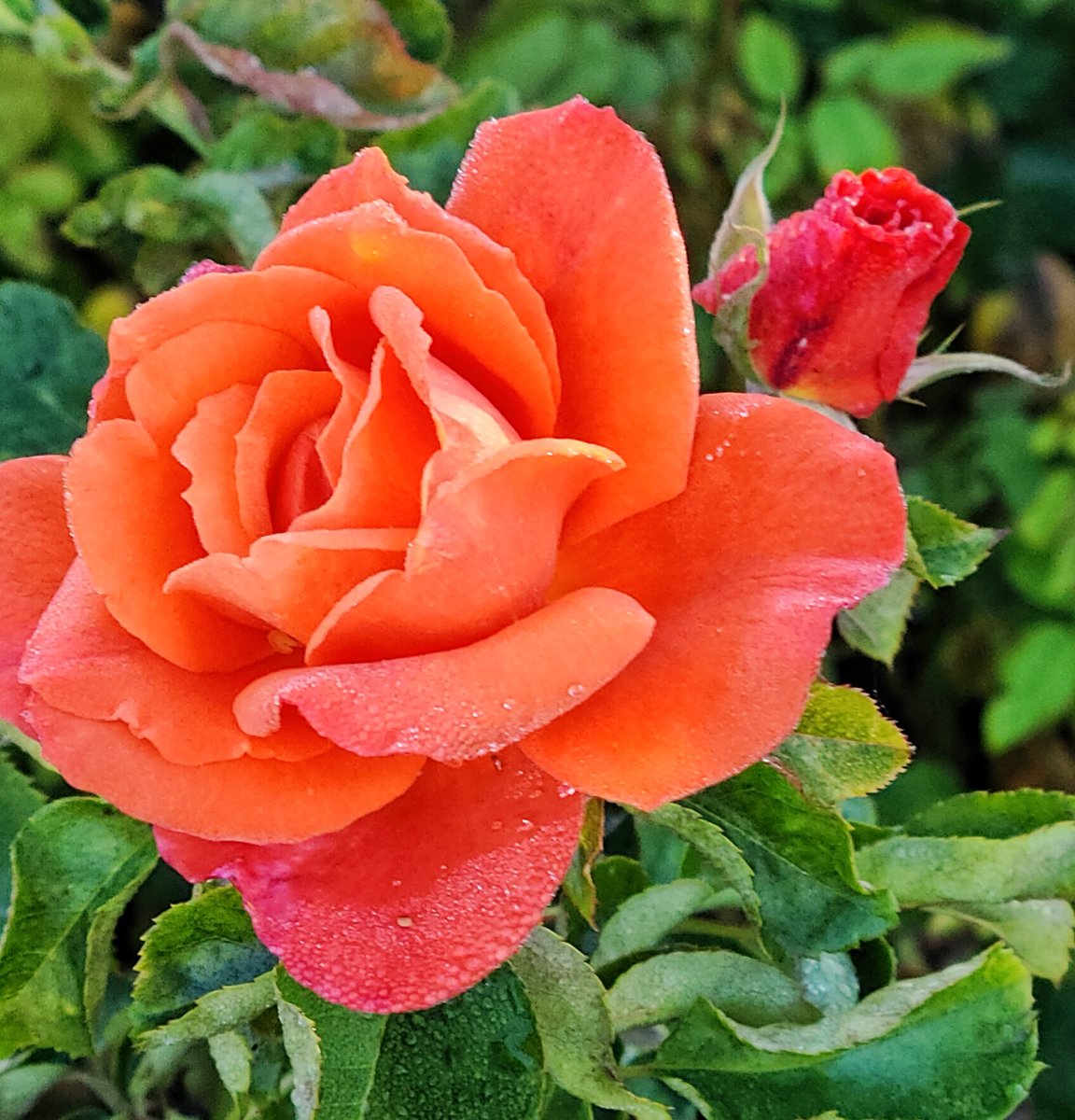 Solve Rose Blossom and Bud jigsaw puzzle online with 36 pieces