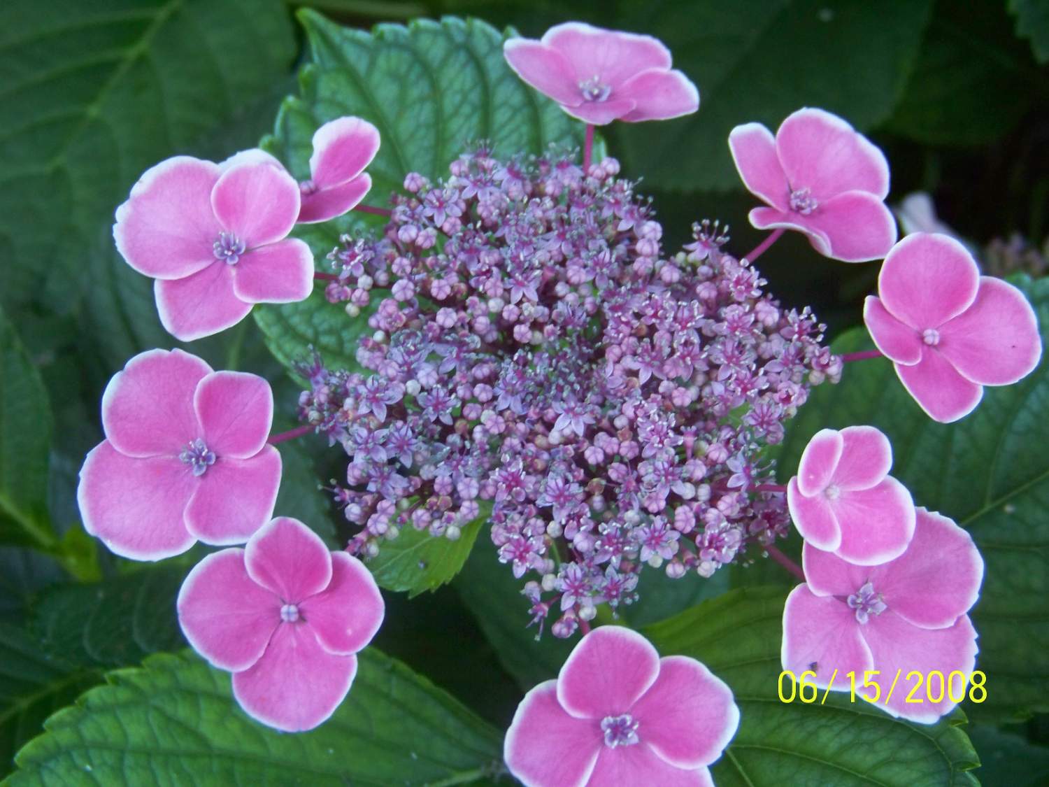 Solve Pink Lacecap Hydrangea with picotee around the outer flowers ...