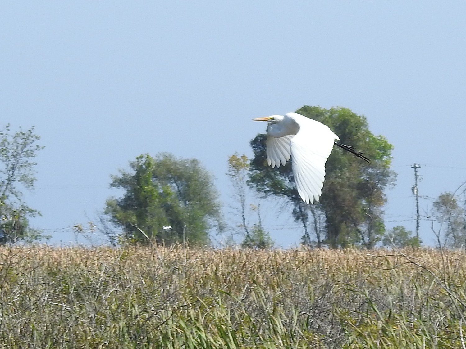 Solve egret jigsaw puzzle online with 12 pieces