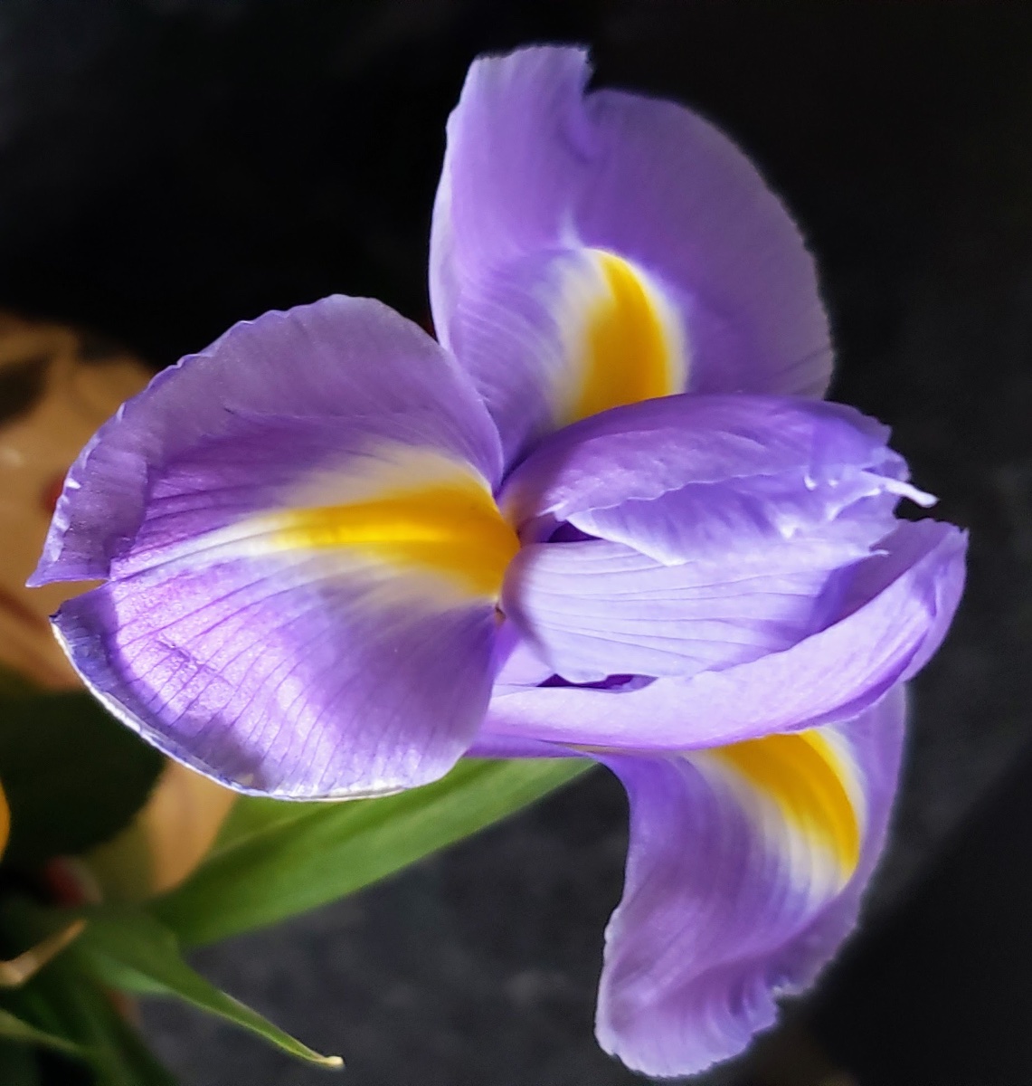 Solve Iris Flower jigsaw puzzle online with 36 pieces