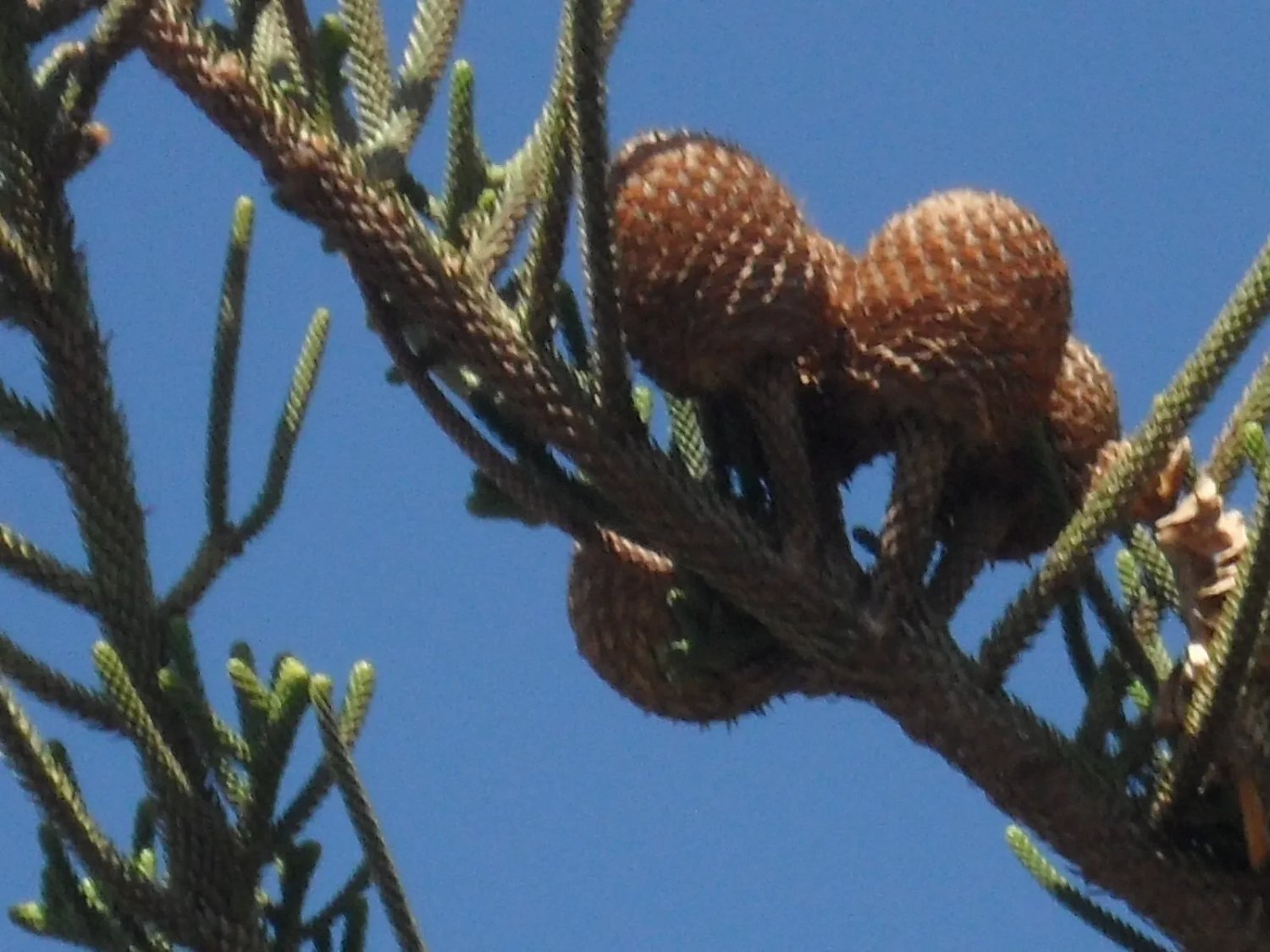 Solve Znáte někdo plody tohoto stromu?? Does anyone know the fruits of this tree?? jigsaw puzzle ...