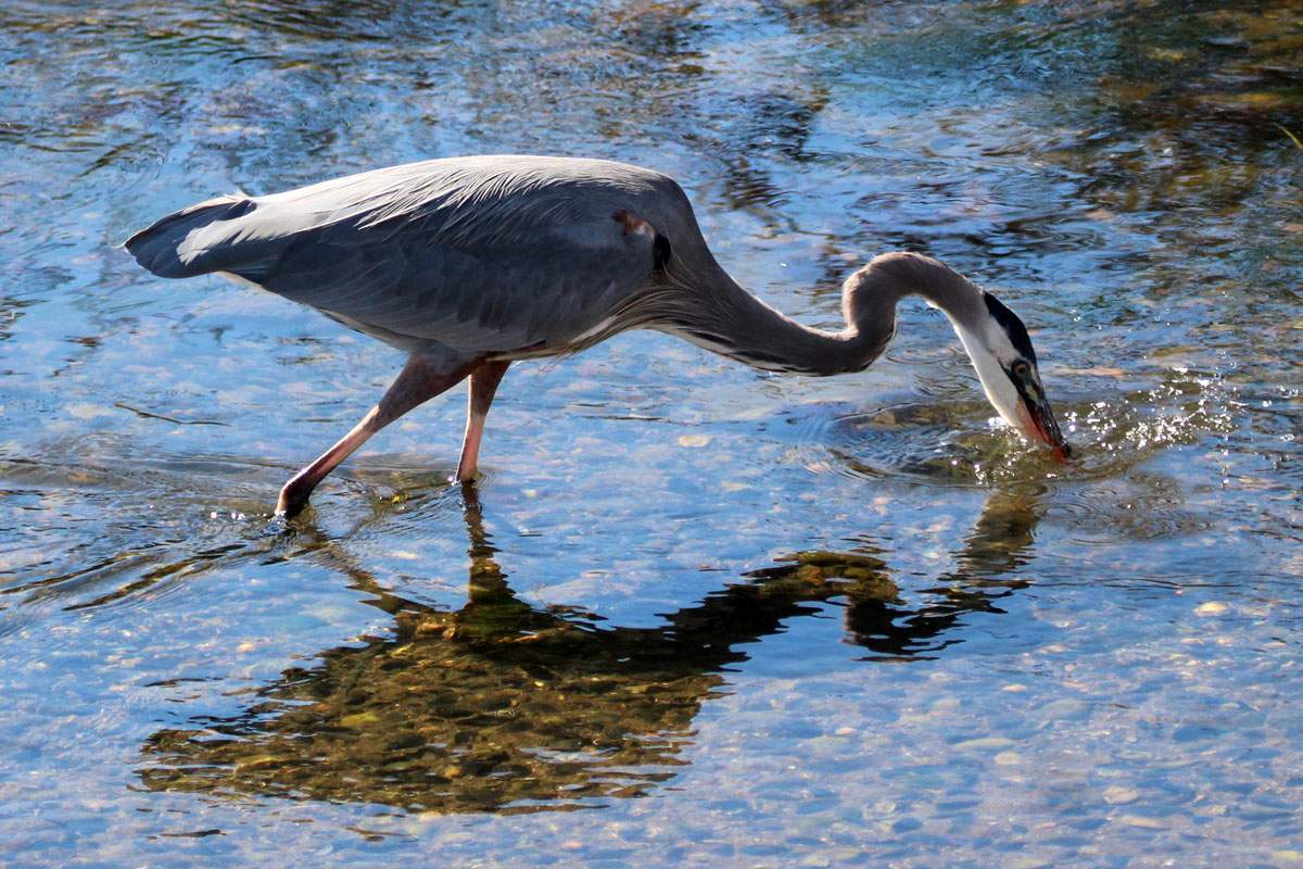 Solve Great Blue Heron, Famosa Slough, San Diego, California jigsaw ...