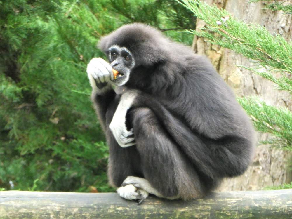 Jigsaw Puzzle | Visiting Ouwehands Dierenpark, Zoo, Rhenen. Nov. 2022 | 12 pieces | Jigidi