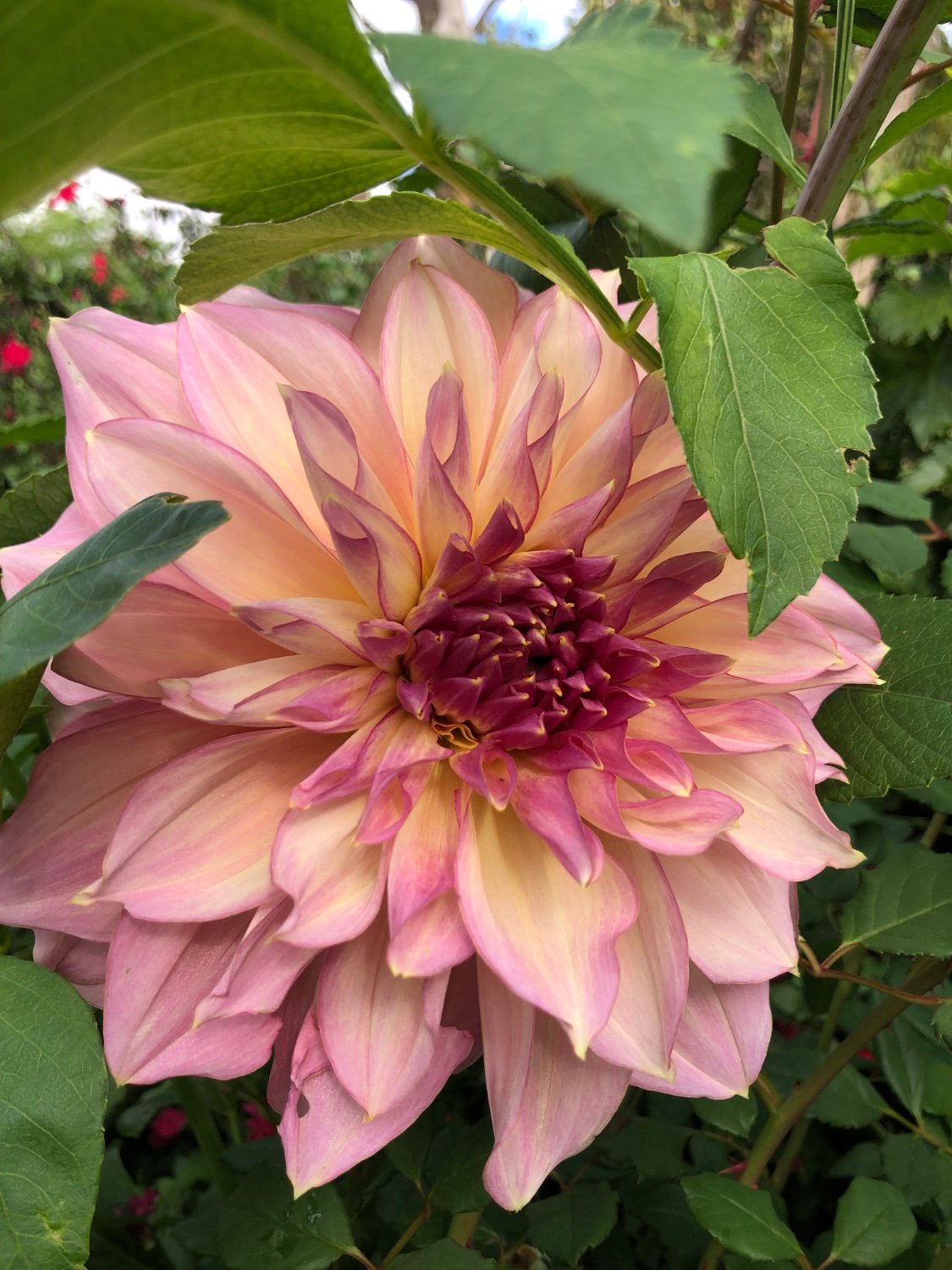 Solve Stunning Dahlia …. First time I’ve grown them ️ jigsaw puzzle ...