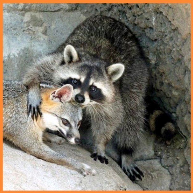 Solve Přátelství bez hranic_Friendship without borders jigsaw puzzle ...