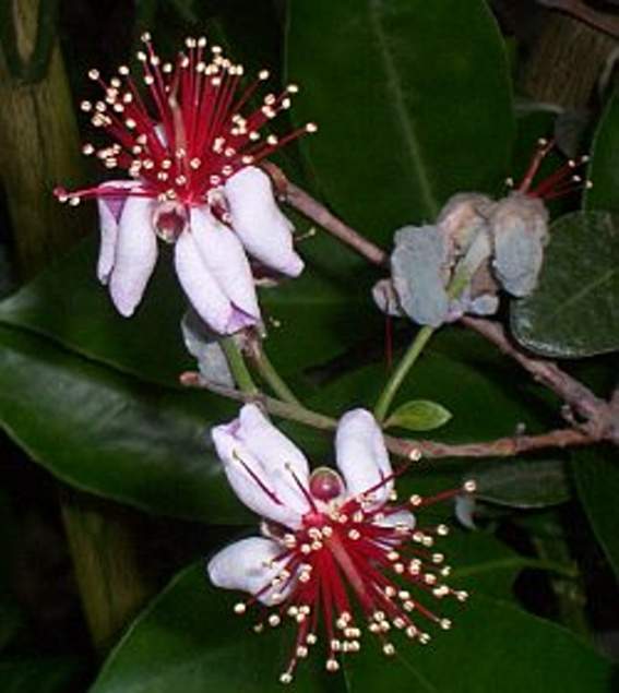 Solve Acca jigsaw puzzle online with 16 pieces