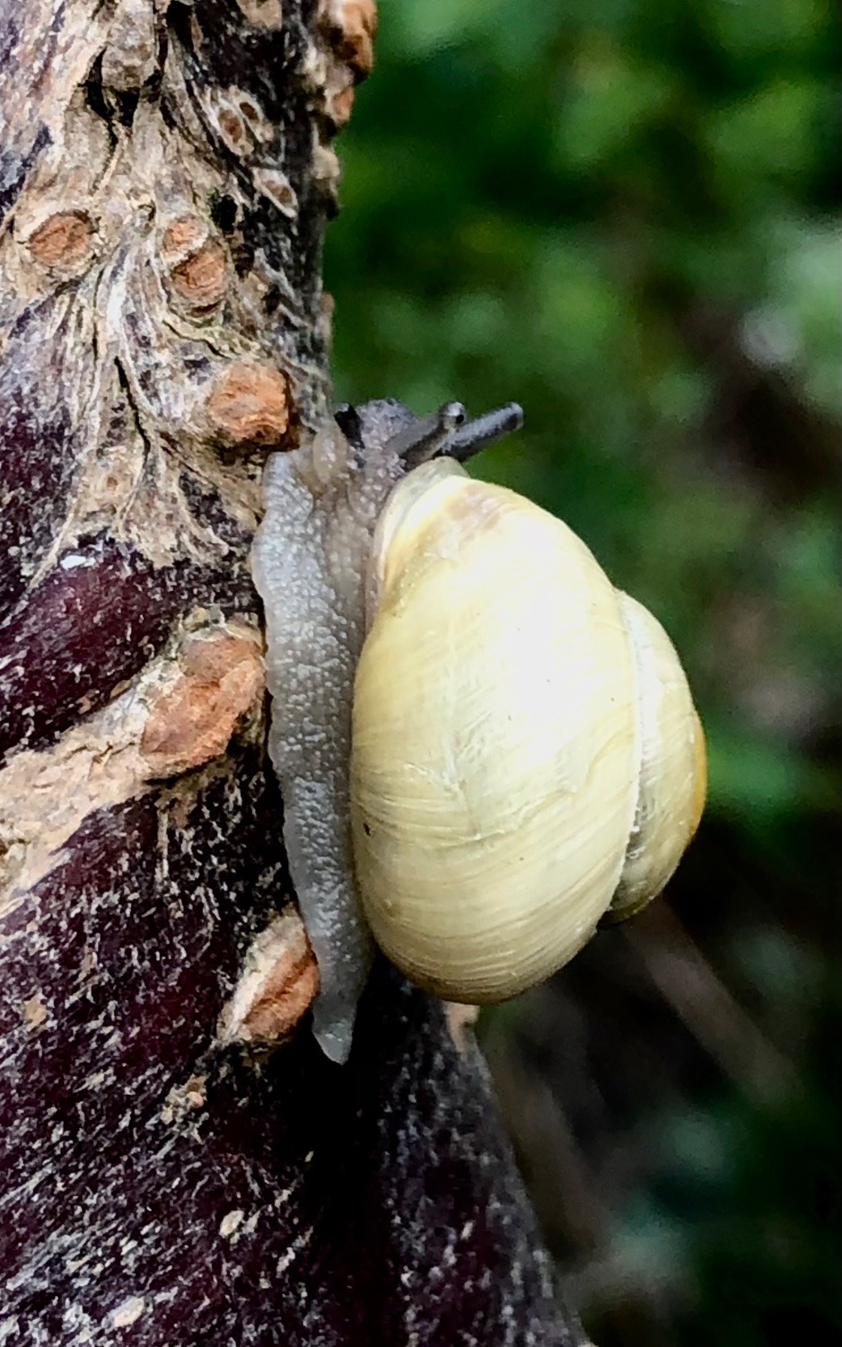 Solve Little snail climbing a cherry tree jigsaw puzzle online with 252 ...