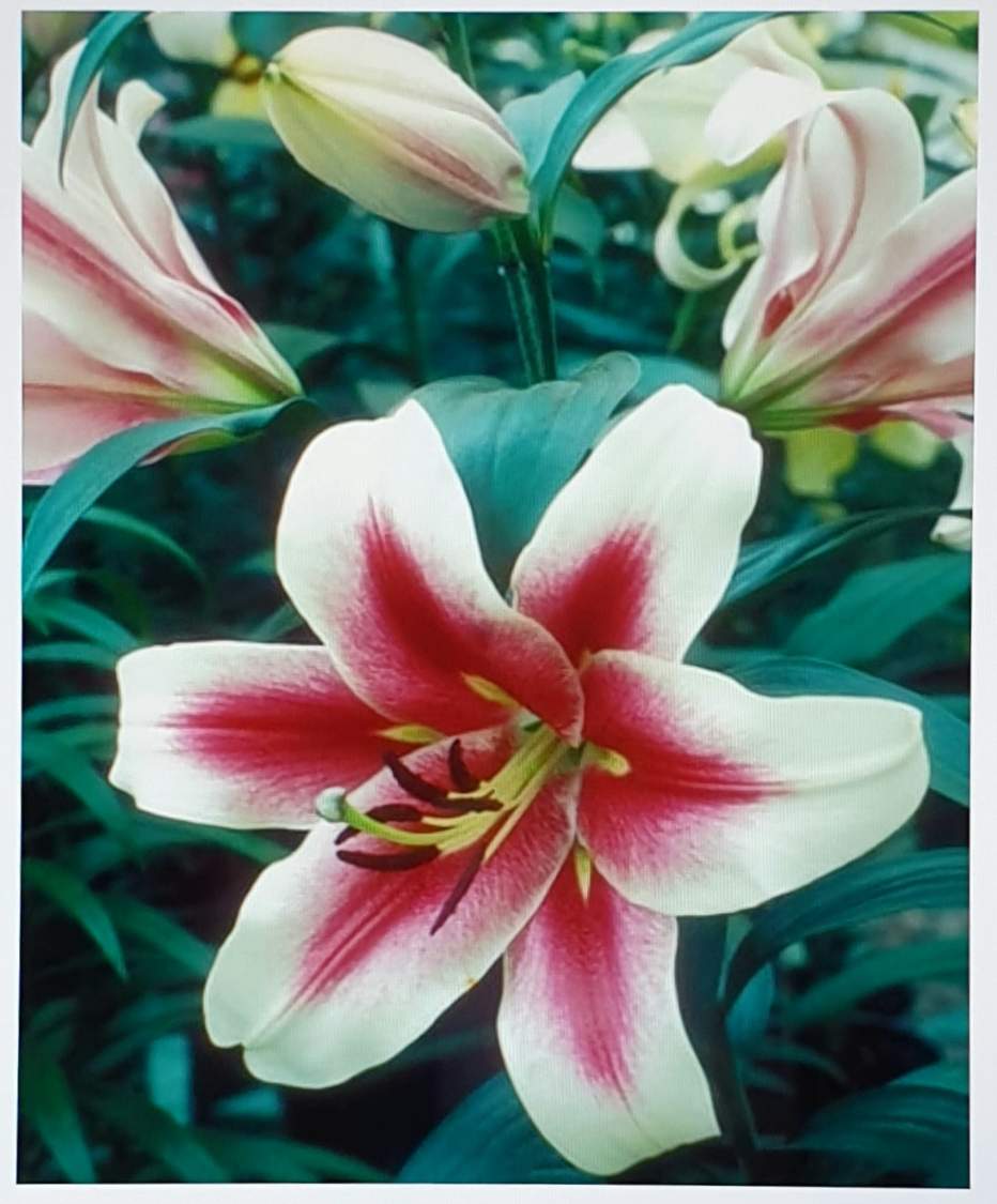 Solve LILIUM ALTARI' jigsaw puzzle online with 30 pieces