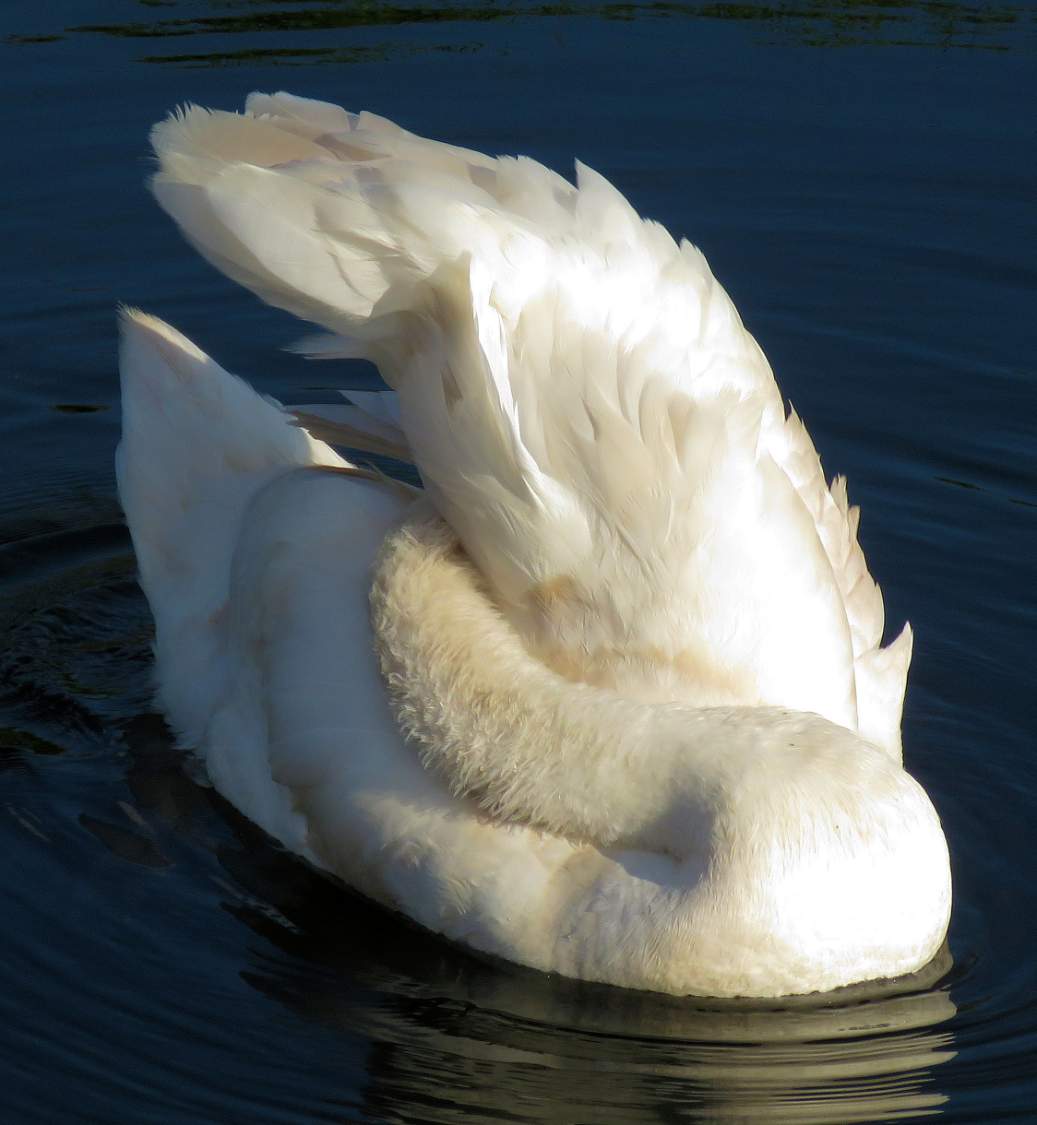 Solve contortionist young swan jigsaw puzzle online with 56 pieces