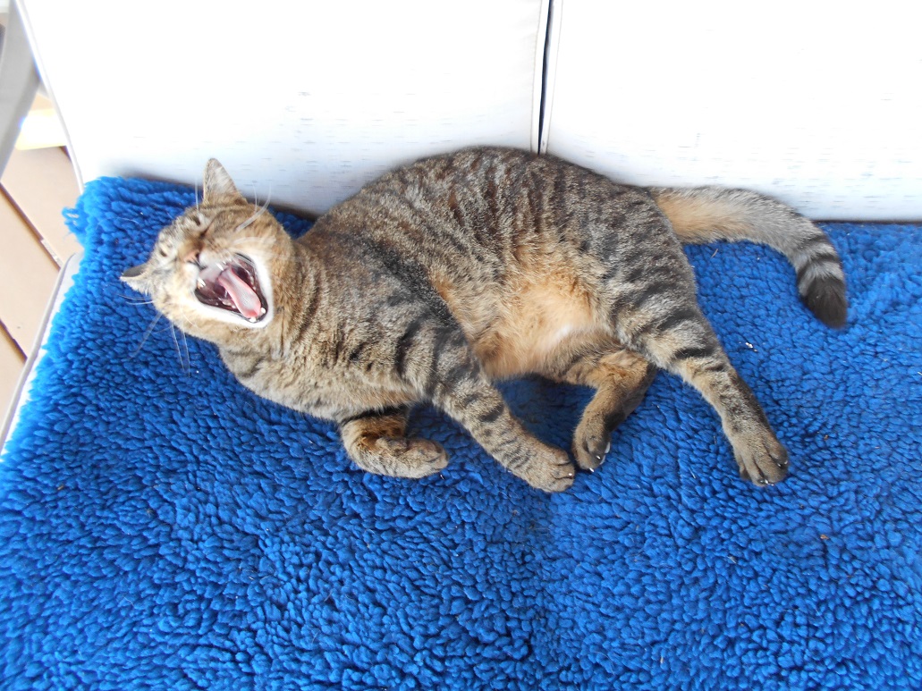 Solve Thomas on his swing and yawning :) jigsaw puzzle online with 108 ...