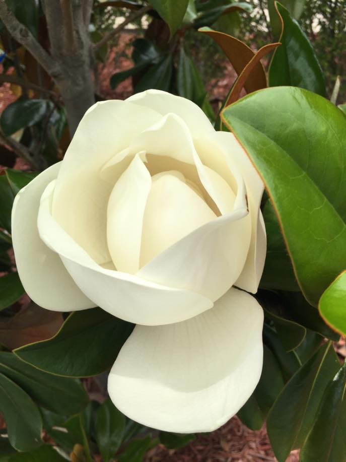 Solve Magnolia just opening. jigsaw puzzle online with 12 pieces