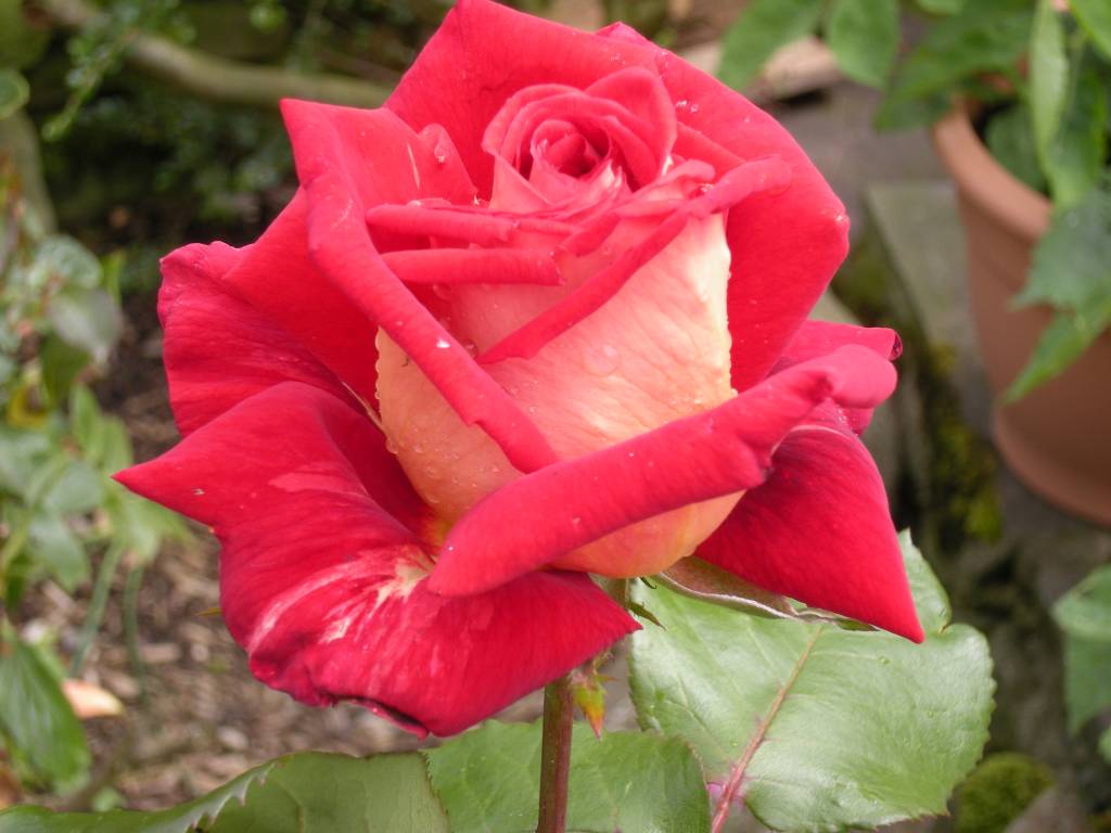 Solve Rose named Never Forgotten jigsaw puzzle online with 88 pieces