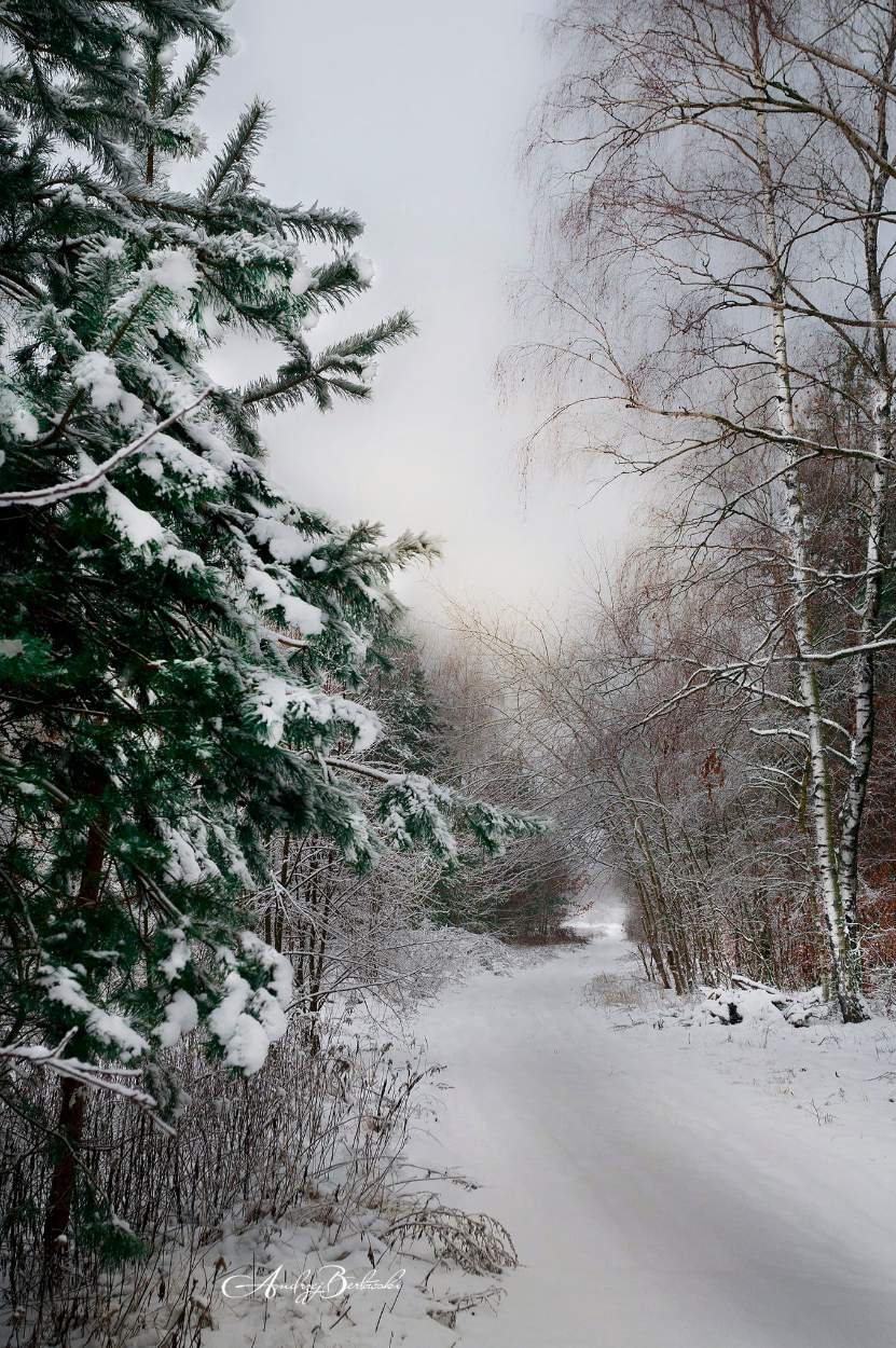 Solve snowy day jigsaw puzzle online with 70 pieces