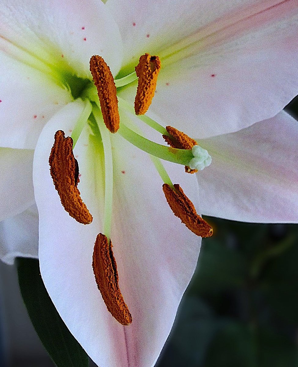Solve stigma and anthers jigsaw puzzle online with 80 pieces