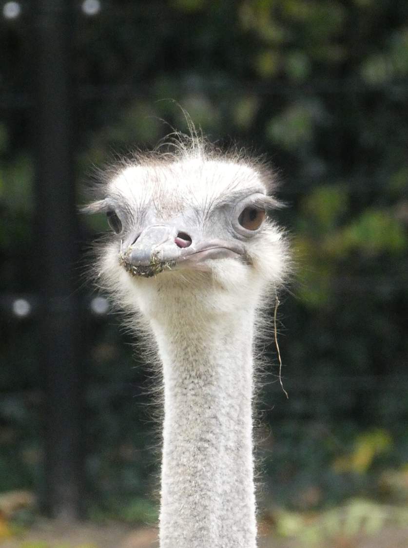 Solve I wish I had such eyelashes!! Visiting Ouwehands Dierenpark, Zoo, Rhenen. Nov. 2022 jigsaw ...