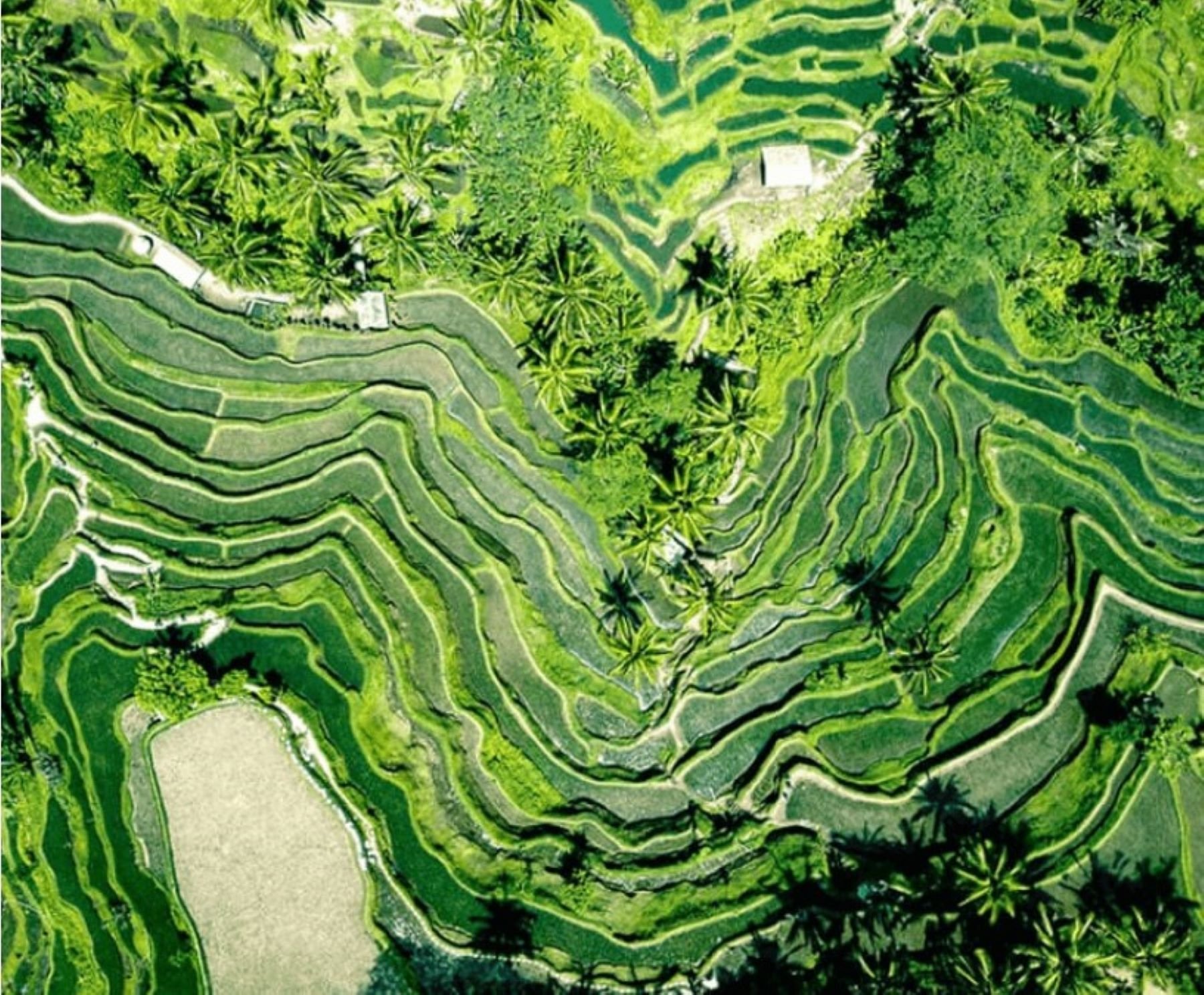 Solve Aerial view Rice Terraces on Bali Island, Indonesia jigsaw puzzle ...