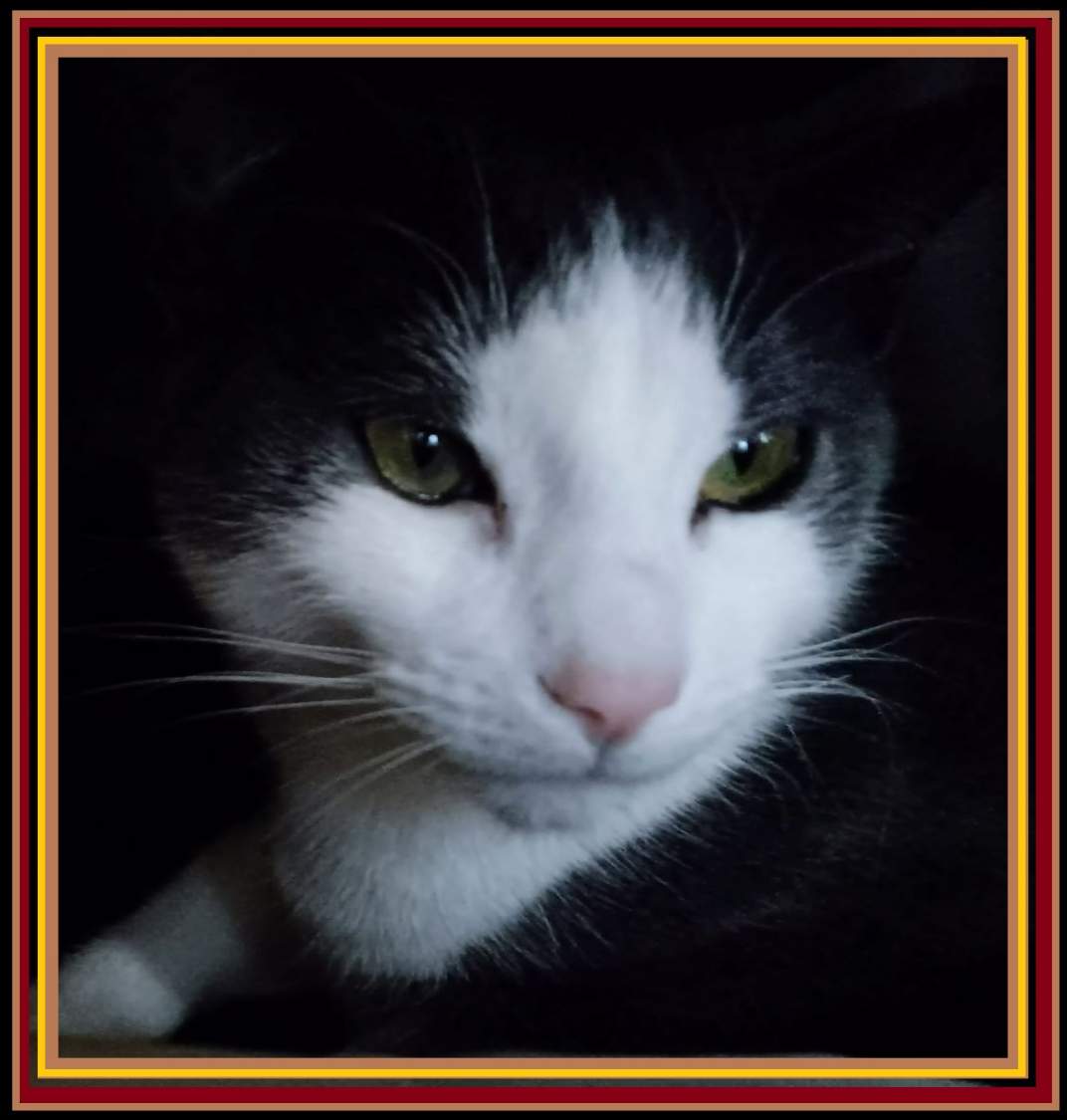 Solve Marley the cat jigsaw puzzle online with 72 pieces