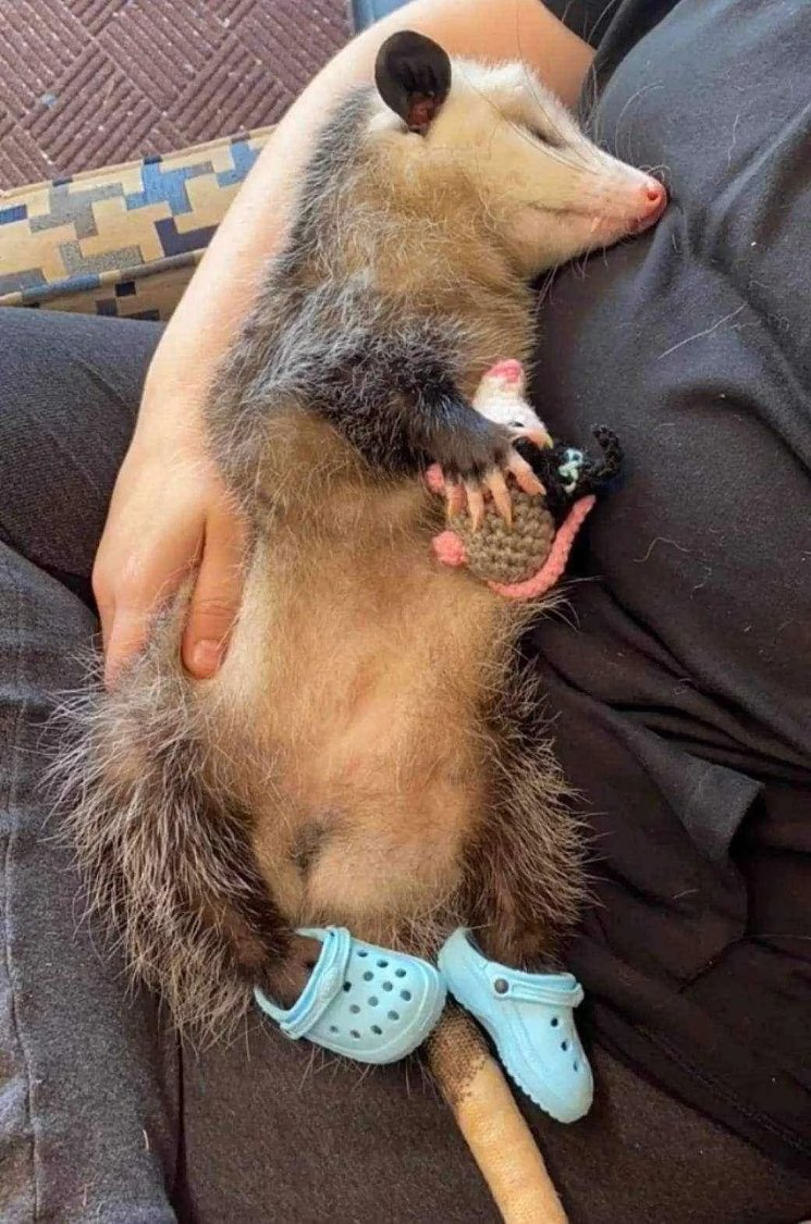 Solve Cuddly possum jigsaw puzzle online with 15 pieces