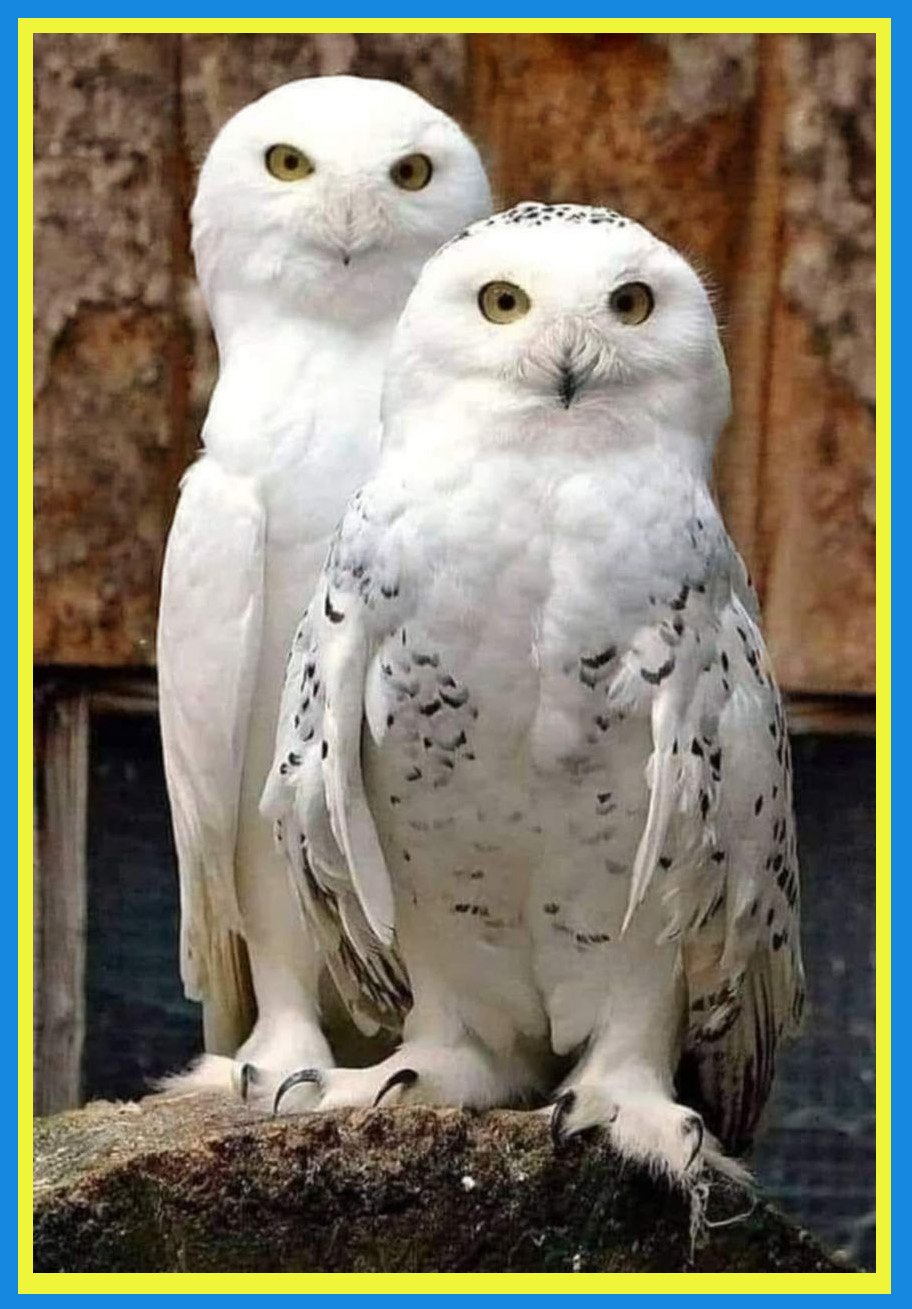 Solve The snowy owl jigsaw puzzle online with 88 pieces