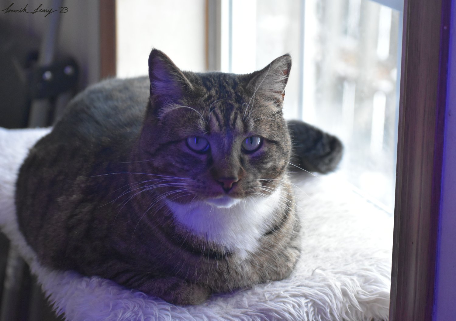 Solve DSC_5686 Booger 2 in a slightly purple light today jigsaw puzzle ...