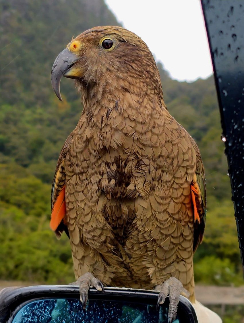 Solve Kea looking for trouble jigsaw puzzle online with 12 pieces