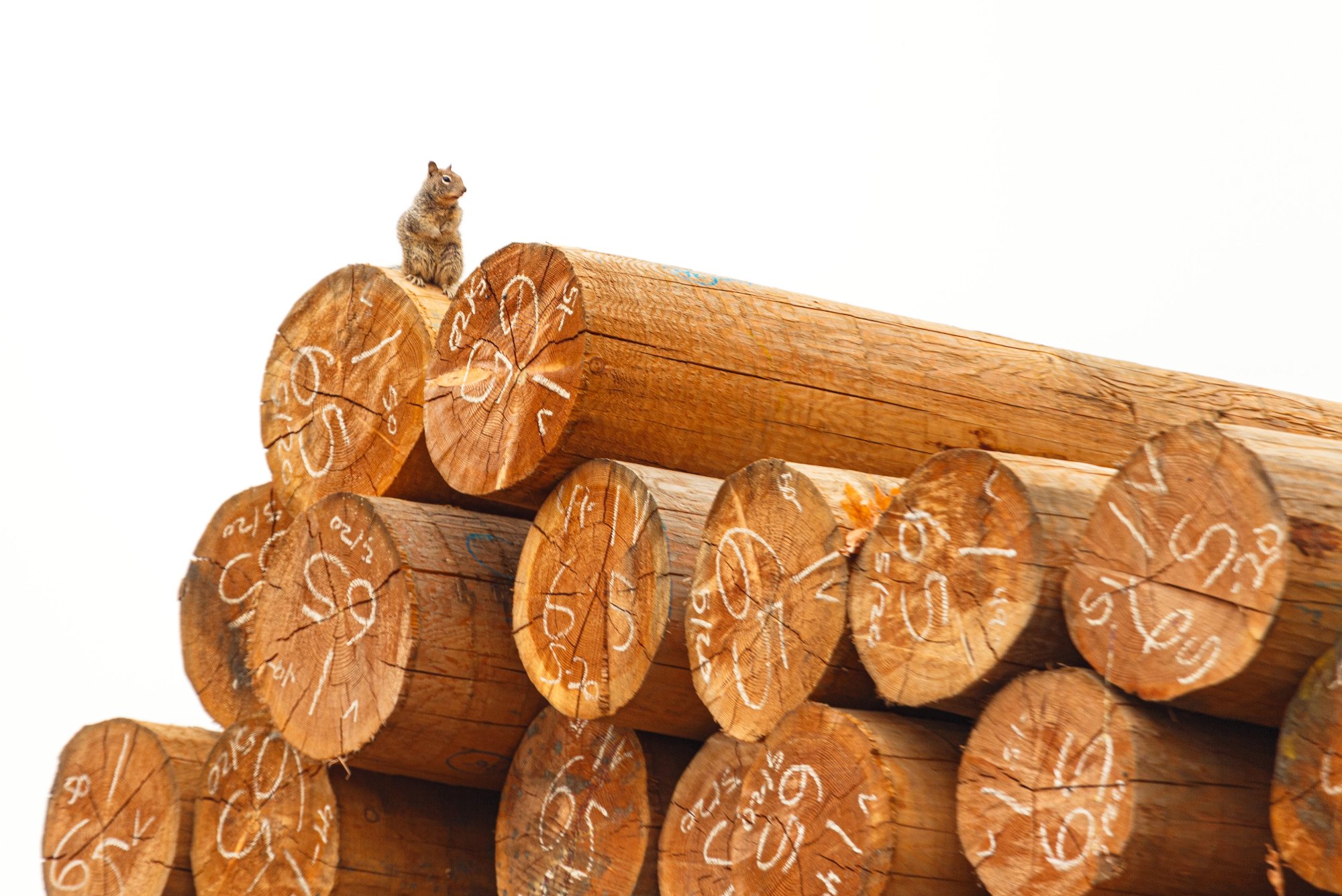 Solve FURRY LOGGER jigsaw puzzle online with 77 pieces