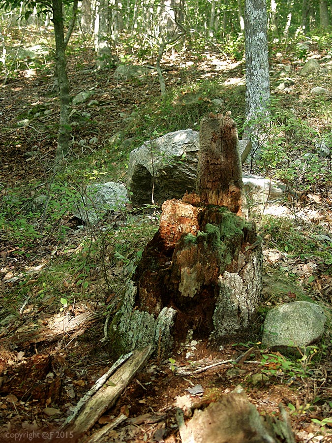 Solve Tree Stump jigsaw puzzle online with 30 pieces