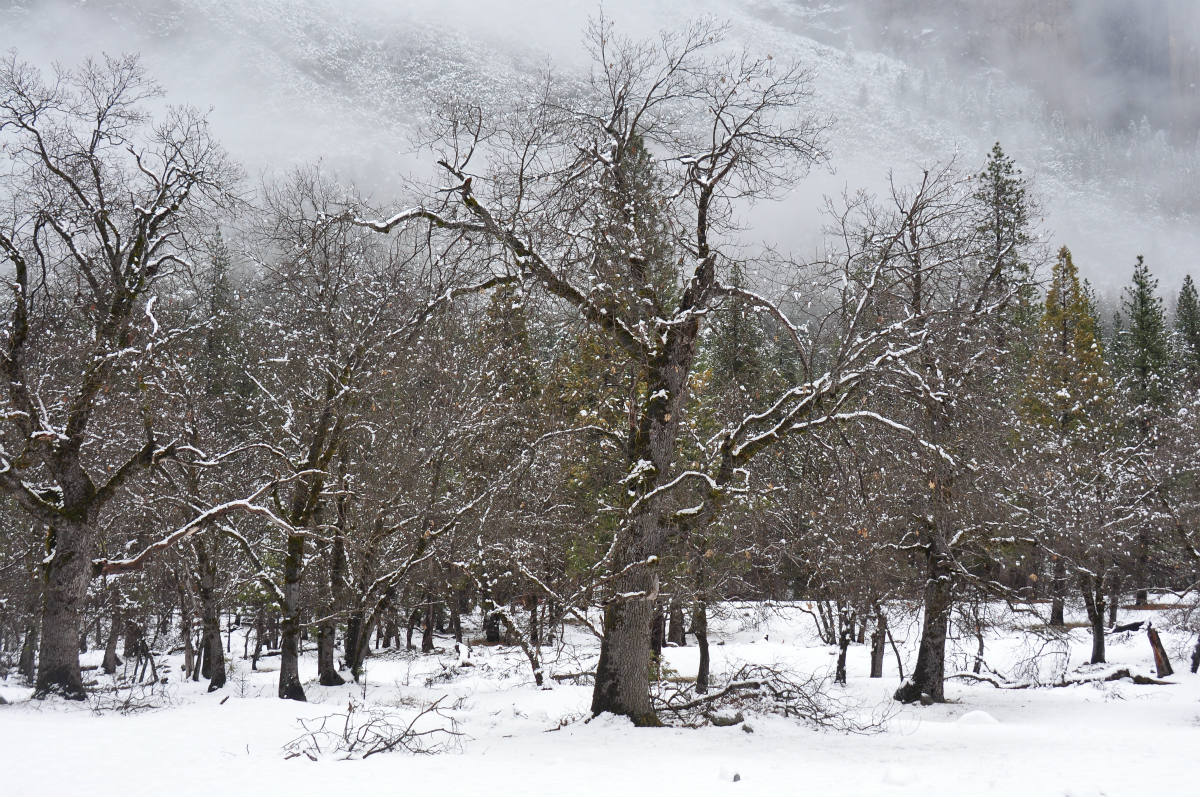 Solve Yosemite trees in winter jigsaw puzzle online with 54 pieces